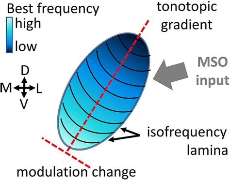 Schematic Of The Central Inferior Colliculus Displaying The Tonotopic Download Scientific