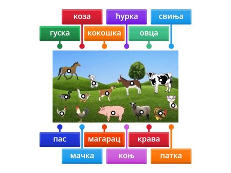 Домаће животиње Labelled Diagram