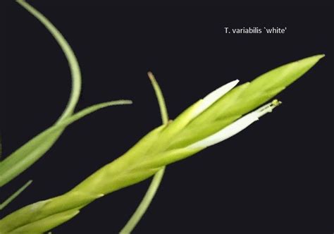 Bromeliads In Australia Tillandsia Variabilis