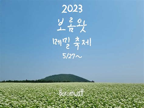 ‘메밀의 고장 제주서 진정한 메밀꽃축제 열린다 세종의소리