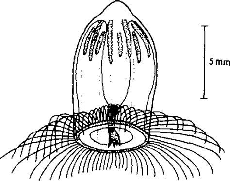 Figure 1 From The Giant Axon Escape System Of A Hydrozoan Medusa