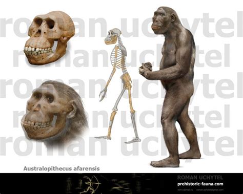 Australopithecus Afarensis Image Buy Uchytel