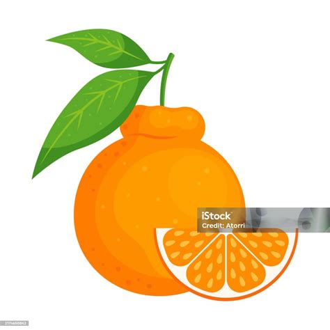 일본 감귤류 과일 Dekopon은 투명한 배경에 고립되어 있습니다 스모 감귤류 아이콘입니다 제주도 한라봉 오렌지 벡터 평면 그림 이런 그림입니다 감귤에 대한 스톡 벡터 아트