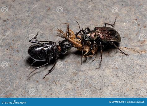 Adult Caterpillar Hunter Beetles Disputing The Predation Of A