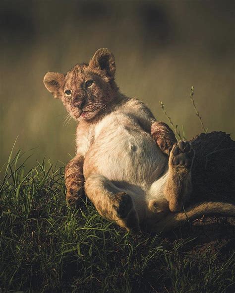 Best Lion Cub Images On Pholder Hardcoreaww Nature Is Fucking Lit And Babybigcatgifs