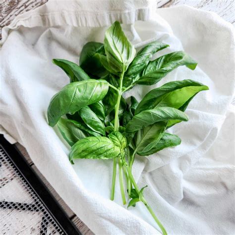How To Dehydrate Basil Oven Dehydrator
