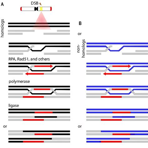Homologous Recombination Repair Is Schematized In A After A Dsb Download Scientific