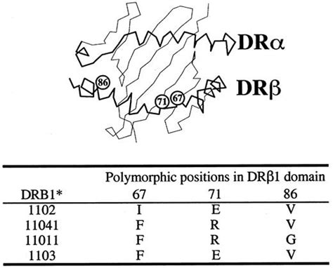 Clonotype Analysis Of Human Alloreactive T Cells A Novel Approach To