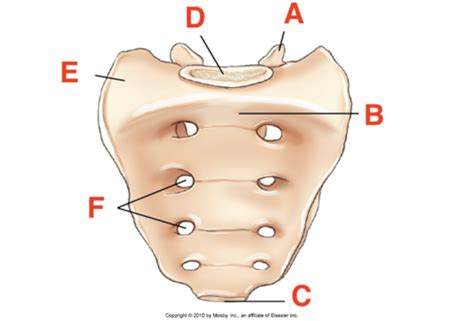 Sacrum Coccyx And Si Joint Flashcards Quizlet