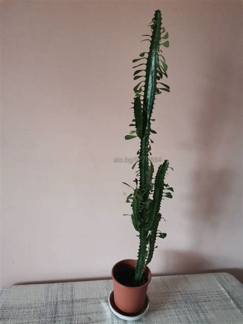 Тризъбец младо растение Цветя декоративни растения София Височина на растението 80