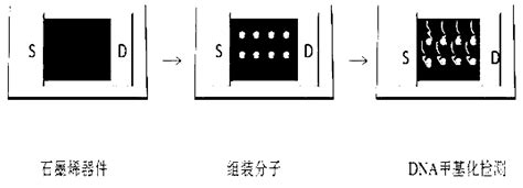 Method For Detecting Dna Mutation Based On Graphene Sensor Eureka