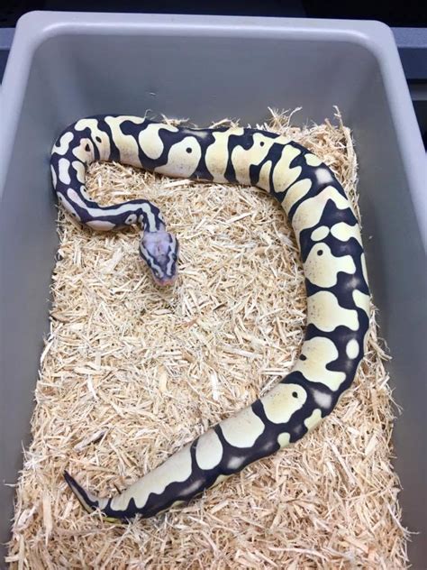 Scaleless Ball Python