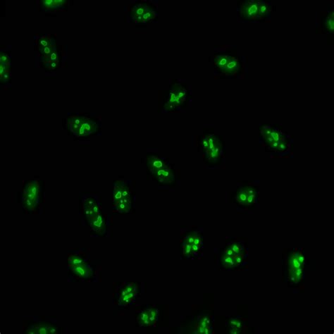 Python How To Get Histogram Of Intensity Of Individual Masked Cells In An Image Stack Overflow