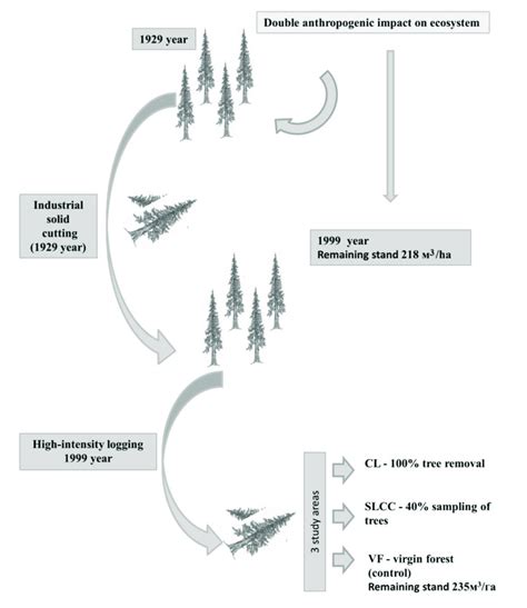 The Scheme Of The Double Anthropogenic Impact Continuous Logging