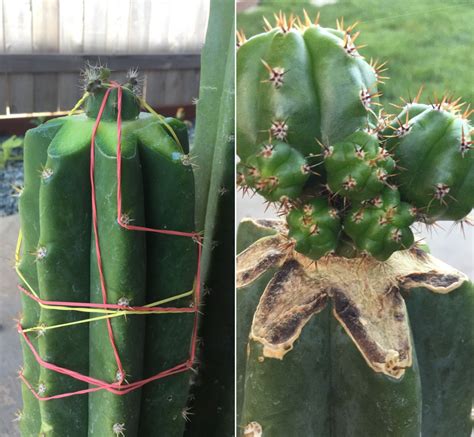 Grafting Cacti Tek Lost Tag