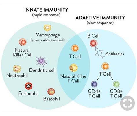 Innate Vs Adaptive Immunity Table Sex Differences In Immune Responses