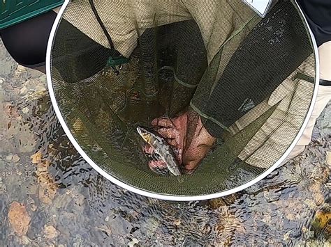 アユを毛バリで釣ってみよう夏の北信地方でアユ毛バリ釣り体験教室を開催2022 8 27 9 3 馬頭高校漁業協同組合