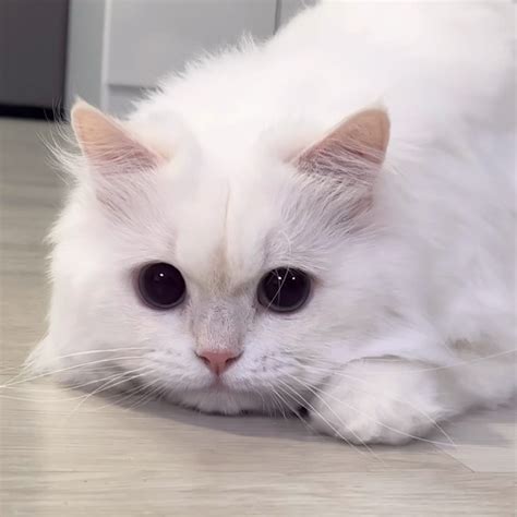 котэ прикольные картинки с кошками смешные картинки и другие приколы комиксы гиф анимация