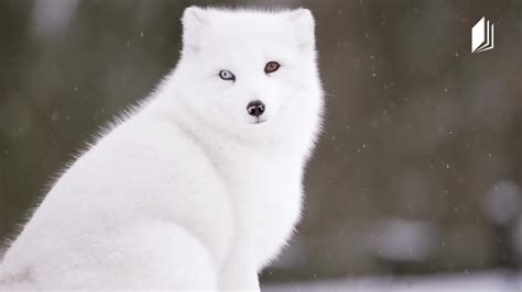 ჩვენი პლანეტა ყარსაღი 🔻 ყარსაღი საშუალოდ 3 დან 3 5 კგ მდე იწონის By ტელესკოლა • 1tv Ge