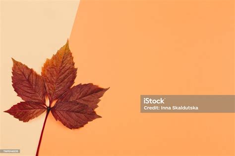 복숭아 파스텔 배경에 아름다운 어두운 빨간 잎입니다 가을 색상입니다 텍스트에 배치합니다 최소 10월에 대한 스톡 사진 및 기타 이미지 Istock