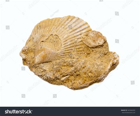 Fossil Marine Scallop Shells Stock Photo Shutterstock