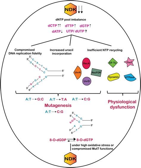 Impact Of Ndk And Ndk Deficiency On Cellular Functions And Genome Integrity Download