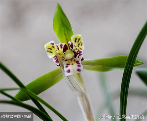 安徽池州杏花村蘭花寫真 每日頭條