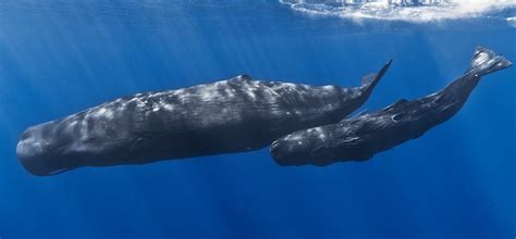 Biorresonancias Semen De Ballena En Cosméticos Y La Tumba Más