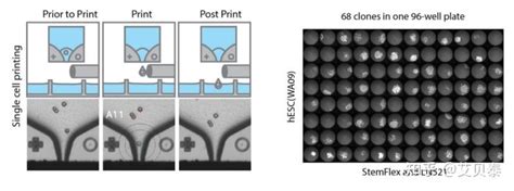Ipsc干细胞单克隆筛选与建库解决方案 知乎