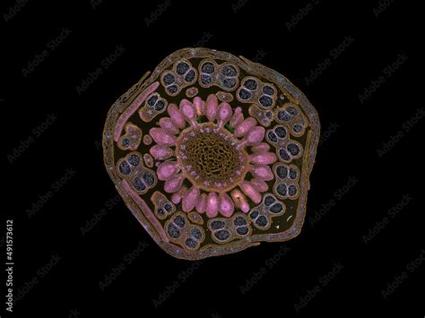 Cross Section Cut Slice Of Plant Stem Under The Microscope