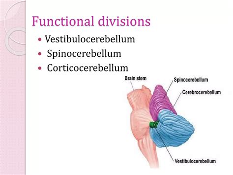 Cerebellum Parts And Function Ppt