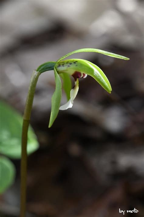 イチヨウラン横顔 野山の花たち