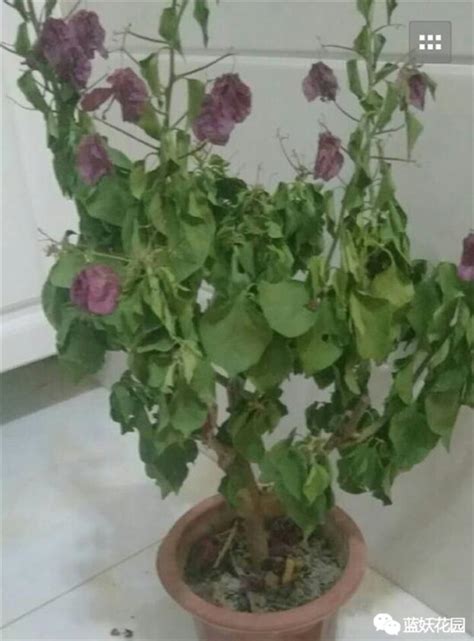 这个坑的确很坑三角梅控水误区千万小心