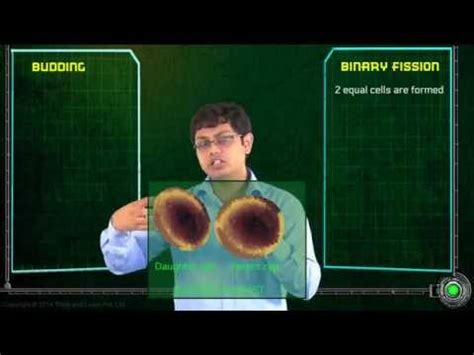 Modes Of Reproduction Asexual And Sexual Reproduction Byju S
