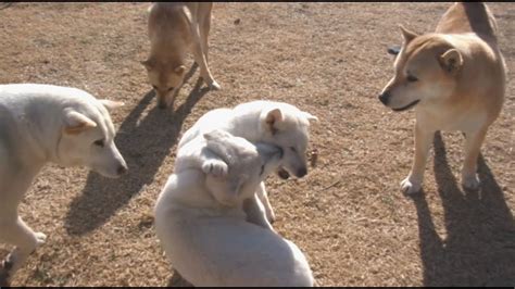 [297] 쌍둥이 새끼 강아지 싸움놀이 구경하는 진돗개 금동이 개부부 2월 잔디마당에는 벌써 매화가 몇송이 피었어요 Youtube