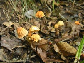 临沂信邦生物科技有限公司