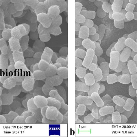 Sem Micrographs Of L Plantarum Rs66cd Grown In A Modified Mrs Medium Download Scientific