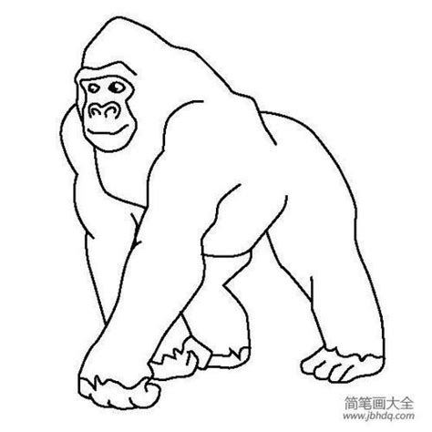 大猩猩侧脸简笔画 大猩猩简笔画画画 大山谷图库