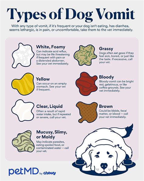 What To Do When Dog Is Vomiting Expert Steps And Cautions 0 Photos