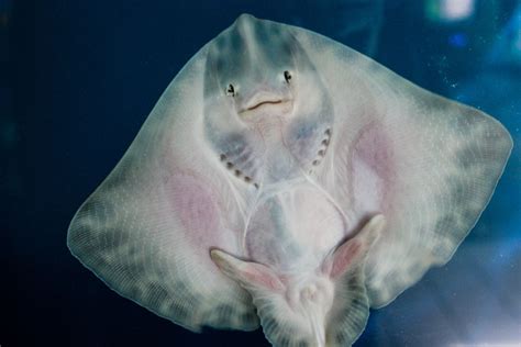 Do Manta Rays Smile And Whats The Deal With Giggling Sting Rays Manta Ray Advocates Hawaii