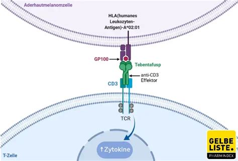 Tebentafusp Anwendung Wirkung Nebenwirkungen Gelbe Liste