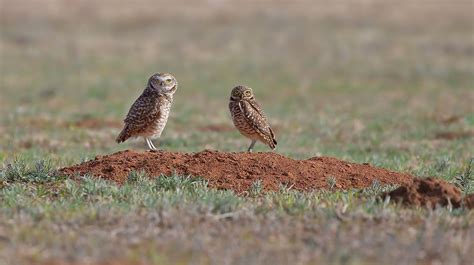 Burrowing Owl Audubon Field Guide