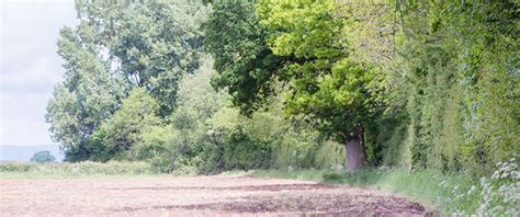 Poster Presentation Guidelines Bcpc British Crop Production Council