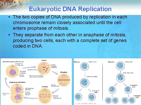 Forensic Dna Analysis Dna Replication Lesson Overview Identifying
