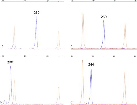 Polymorphism In The Grf 2d Ssr Marker Fragment Analysis Of The Download Scientific Diagram