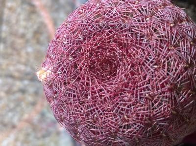 Post I Sexually Identify As A Cactus Tumblr Com Tumbex