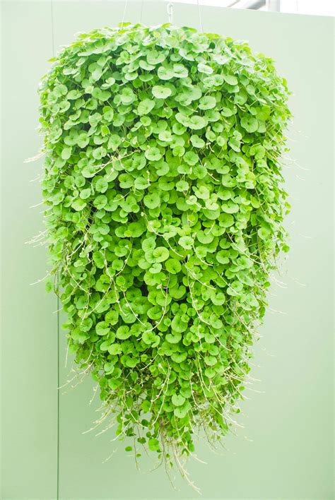 1000 Dichondra Repens Aka Lawn Leaf Flower Evergreen Ground Cover Seeds