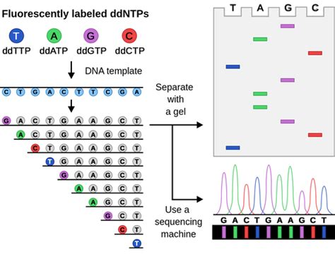 Dna Sequence