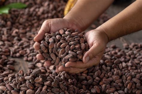 Premium Photo Selection Of Completed Cocoa Seeds Must Be Dried Before