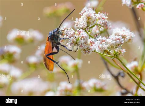 Tarantula Hawk Wasp Feeding On Nectar In Tijuana Baja California Stock